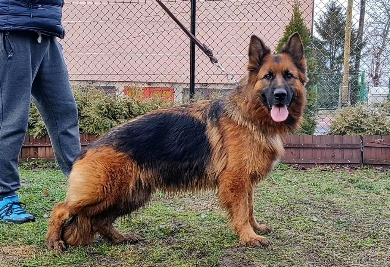 z DĘBOWEGO RAJU - Stowarzyszenie Koira